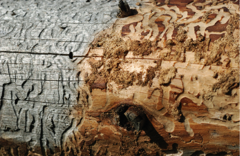 TIMBER PEST INSPECTIONS - Houspect Building Inspections Western ...